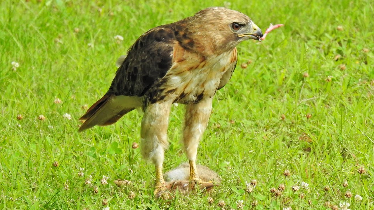 RED-TAILED HAWK SPITS OUT RABBITS EYE BALL AFTER KILLING IT WITH TALONS ...