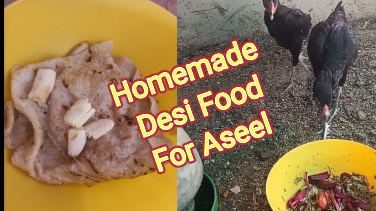 Aseel Hens Best Homemade Food|Aseel Murgion Ko Ye Khelaey - YouTube