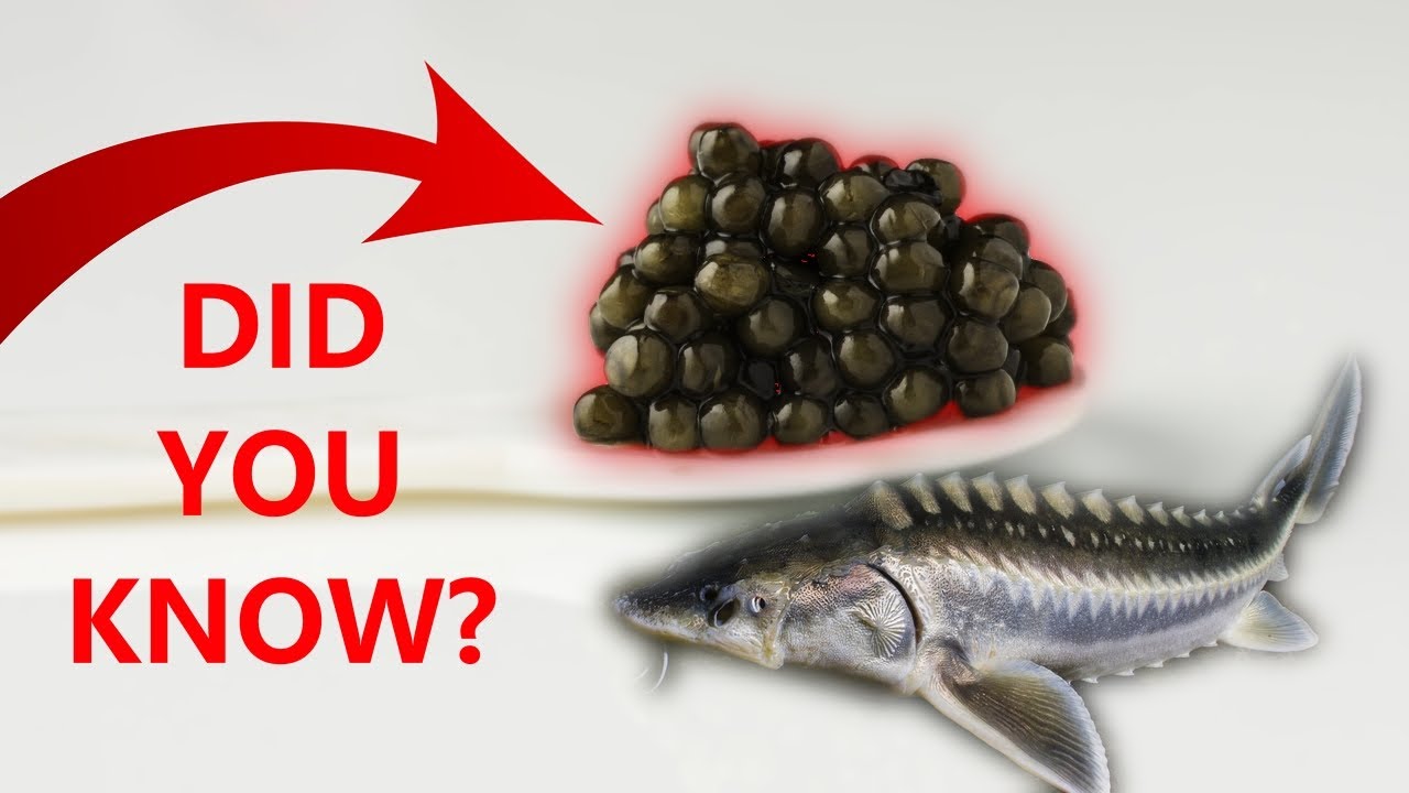 Caviar | Unveiling the Secrets of this Luxurious Delicacy | It's a Fact ...