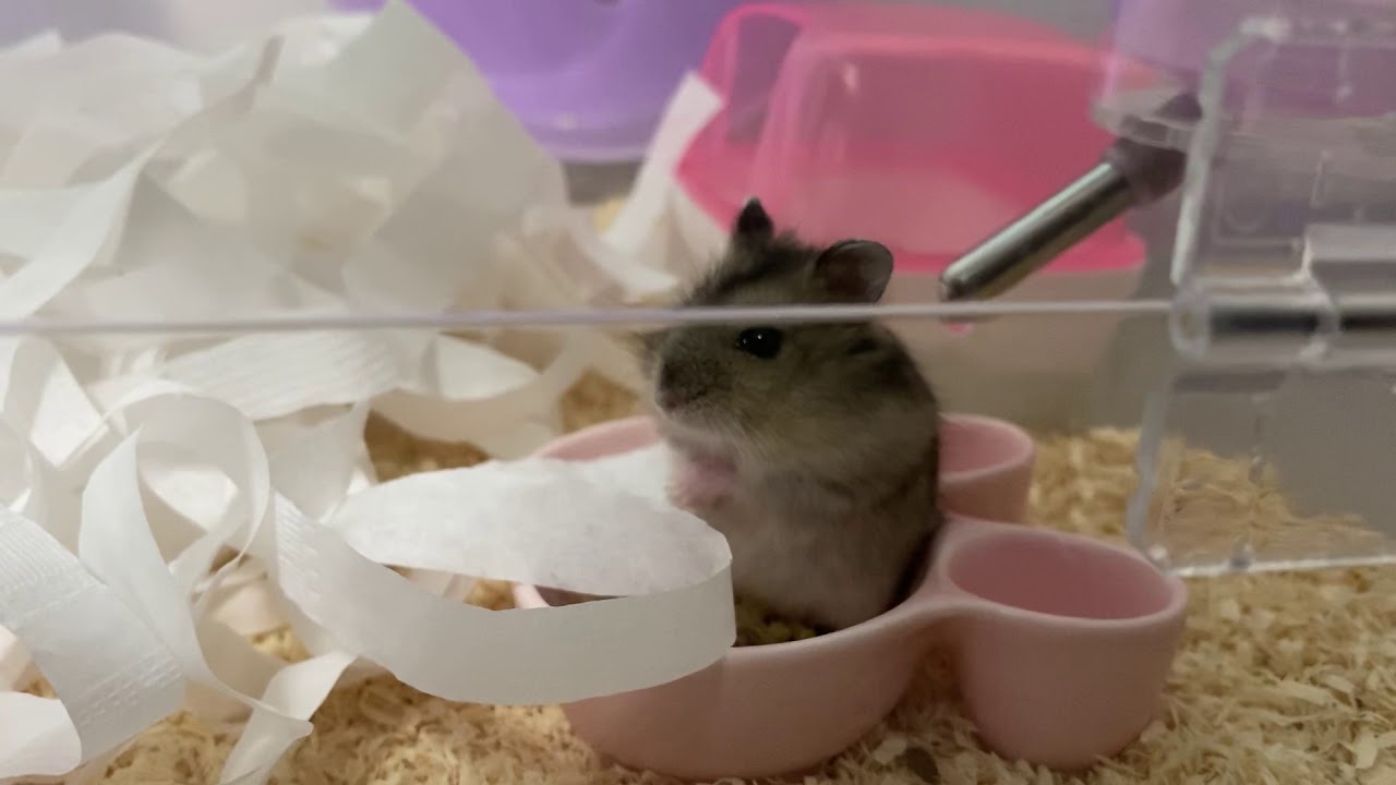 햄찌 공자의 갸우뚱 Baby hamster is confused - YouTube