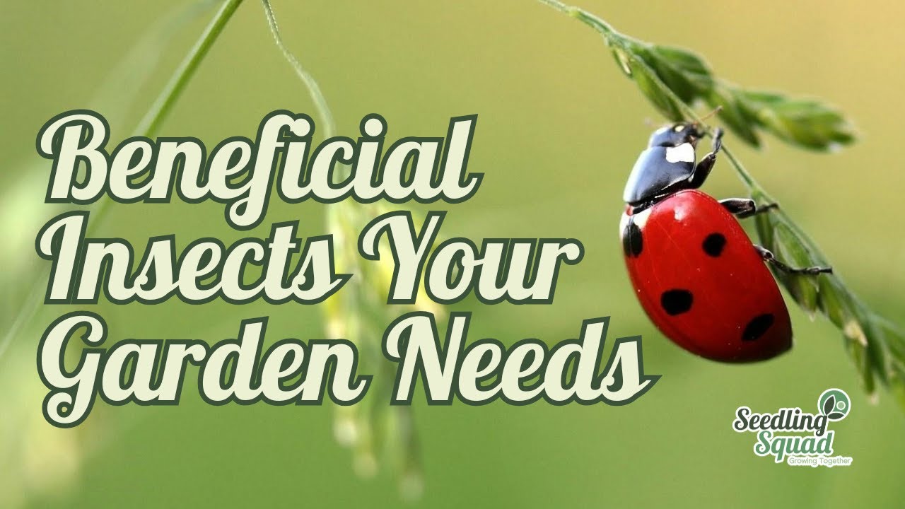 Beneficial Insects Your Garden Needs - YouTube