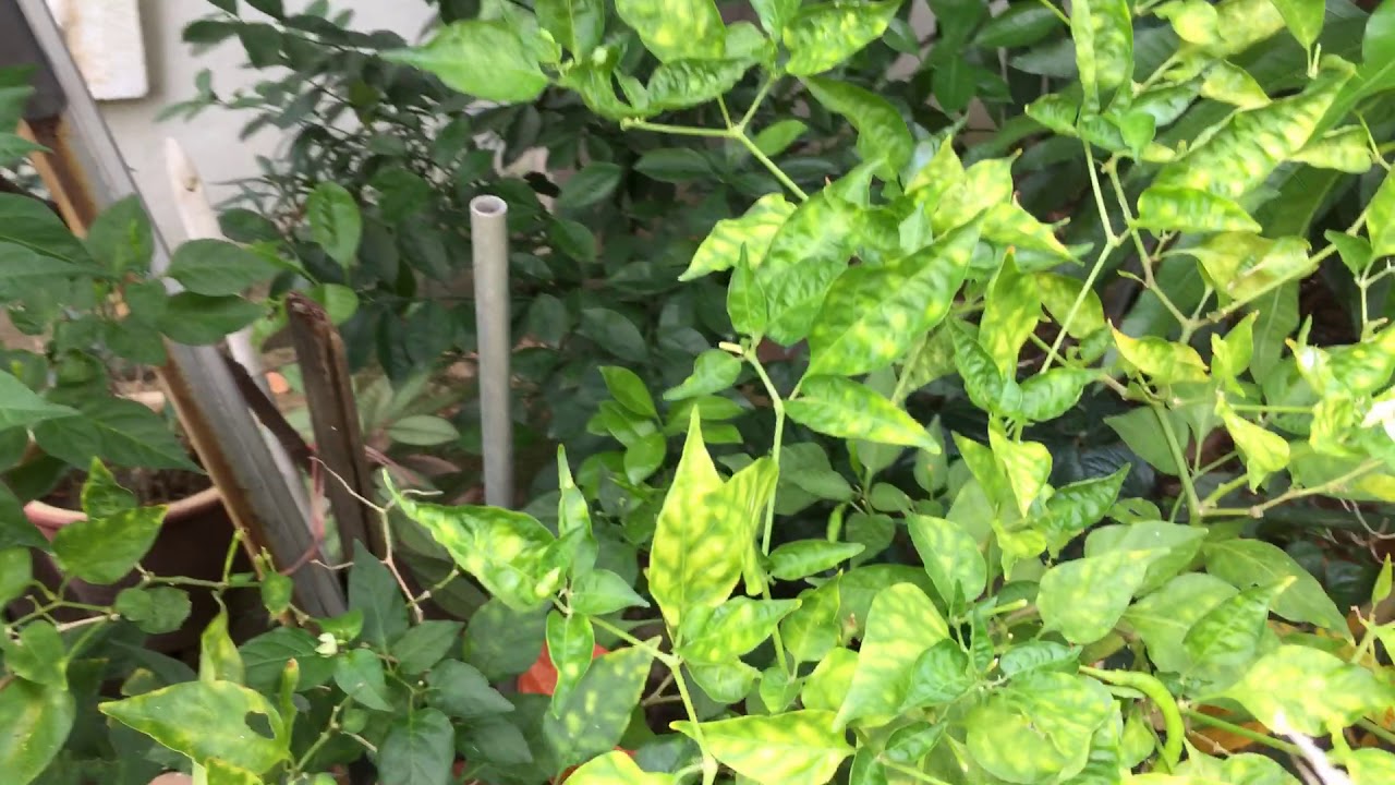 Chilli Plant -Bird’s Eye Chilli Plants - YouTube