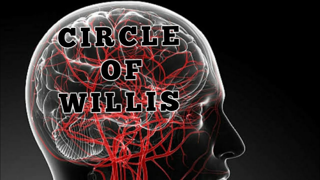 BLOOD SUPPLY OF BRAIN ( CIRCLE OF WILLIS) PART-1 (NEUROANATOMY) # ...