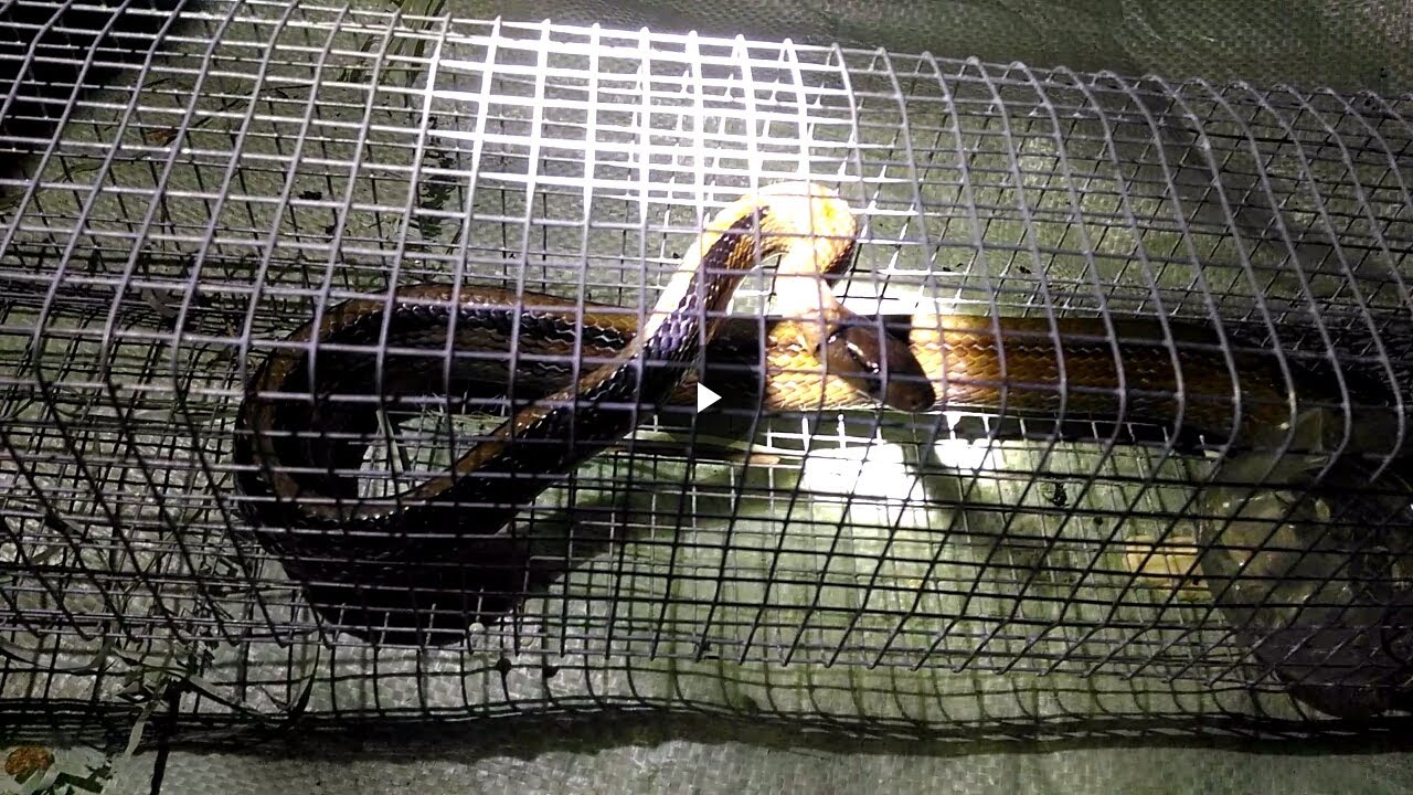 Snake trap | Snake Traps With simple homemade cages | Đi Thăm Bẫy Rắn ...
