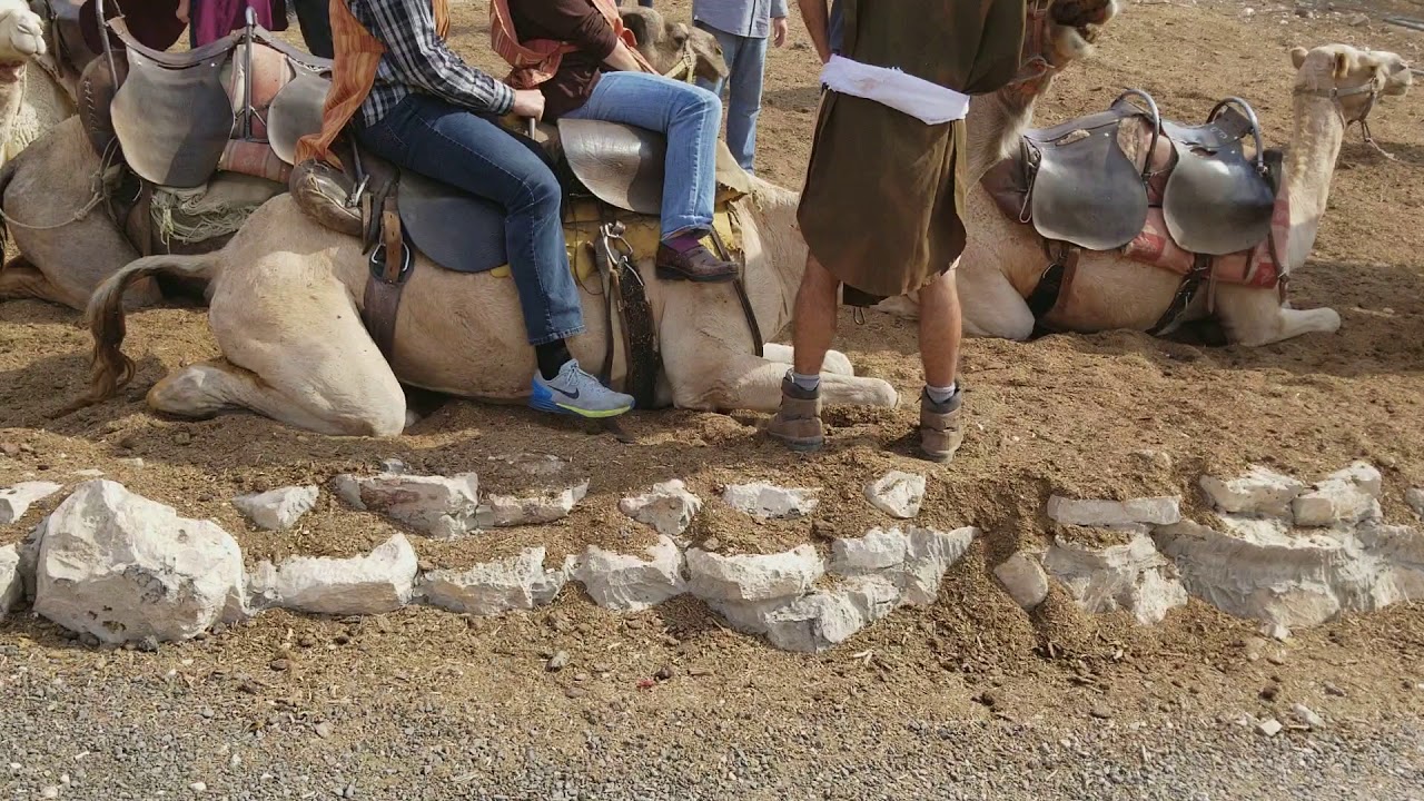 Talking Camel in Israel - YouTube