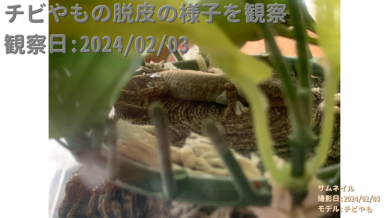 【For Work】 RPi-Cam-Web-Interfaceを使ったテスト 2024年02月03日 16時38分30秒～ - YouTube