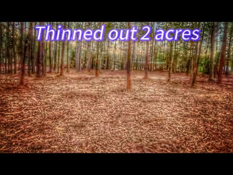 Thinning out a lot with forestry mulching before/after - YouTube