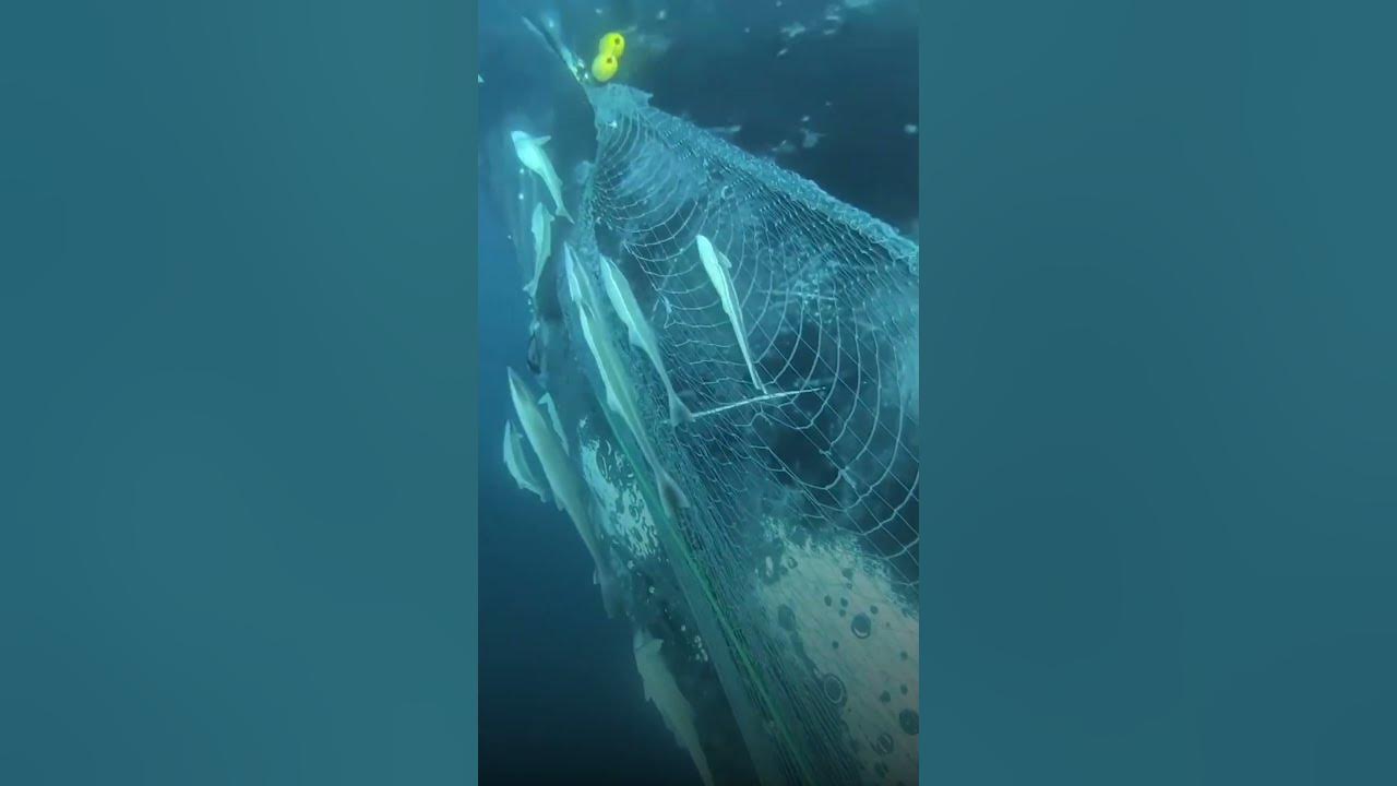 魚網に絡まりクジラの命が危ない Youtube