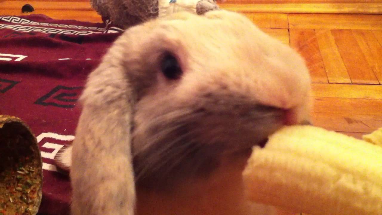rabbit with banana.MOV - YouTube