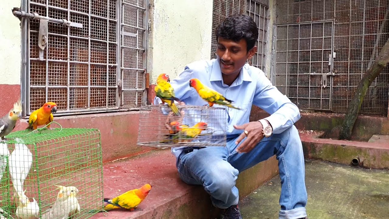 Most Colorful & Human Attaching Sunconure / Cockatiel Is The Best ...