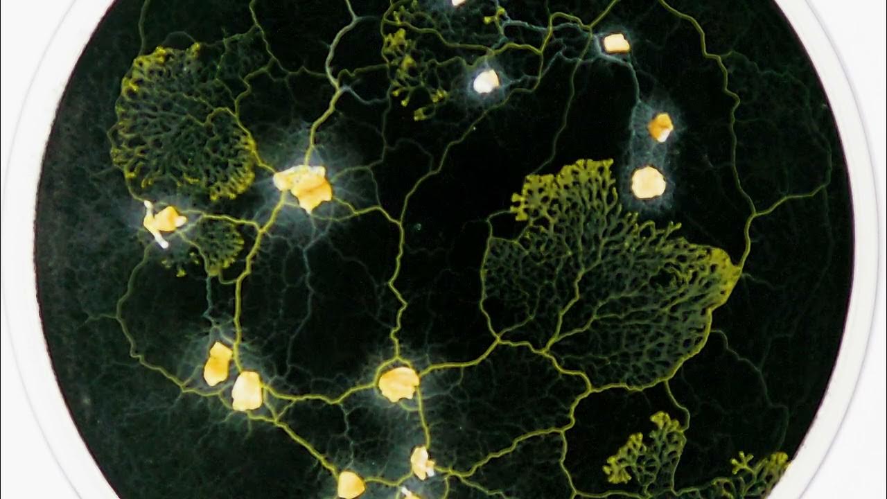 The Blob (Physarum polycephalum) Time Lapse - YouTube