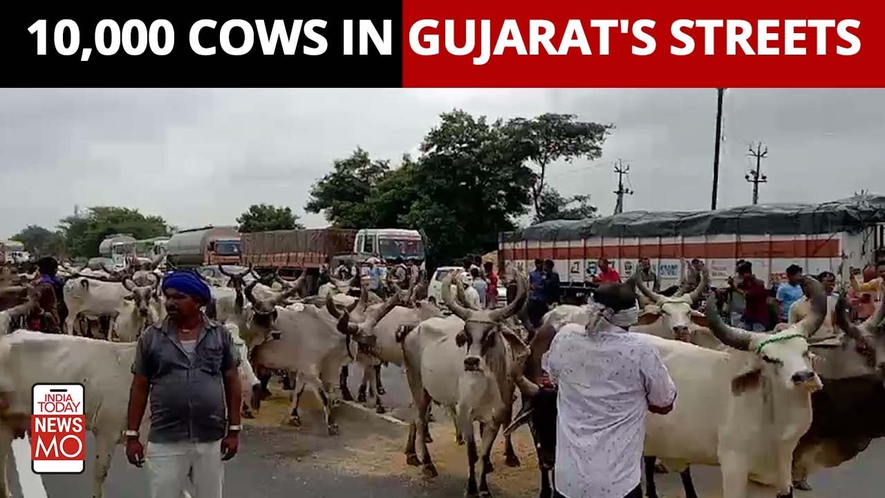 10,000 Cows Released On The Roads Of Gujarat's Banaskanth In Protest ...