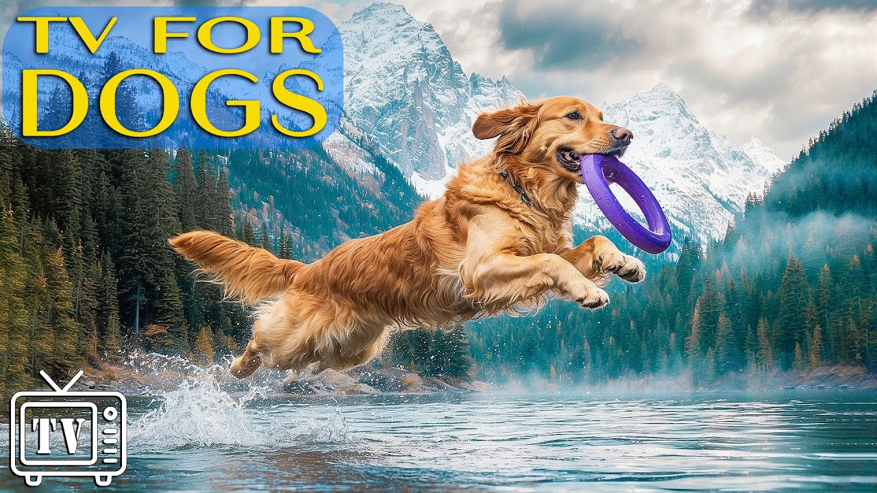 Best Video for Dogs with Anxiety: Dog TV | Quick Boredom-Busting Videos ...
