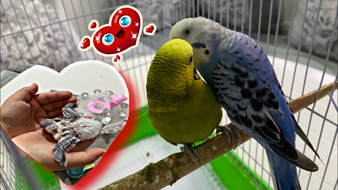 Birds Mating/budgie mating - YouTube