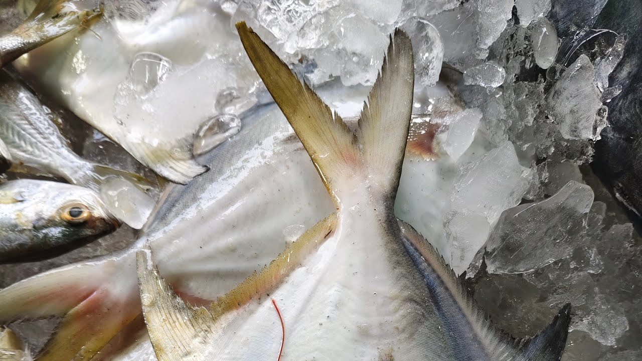 BABAR SAME FISH is LIVE is best #amazing fish cutting #viral life video ...