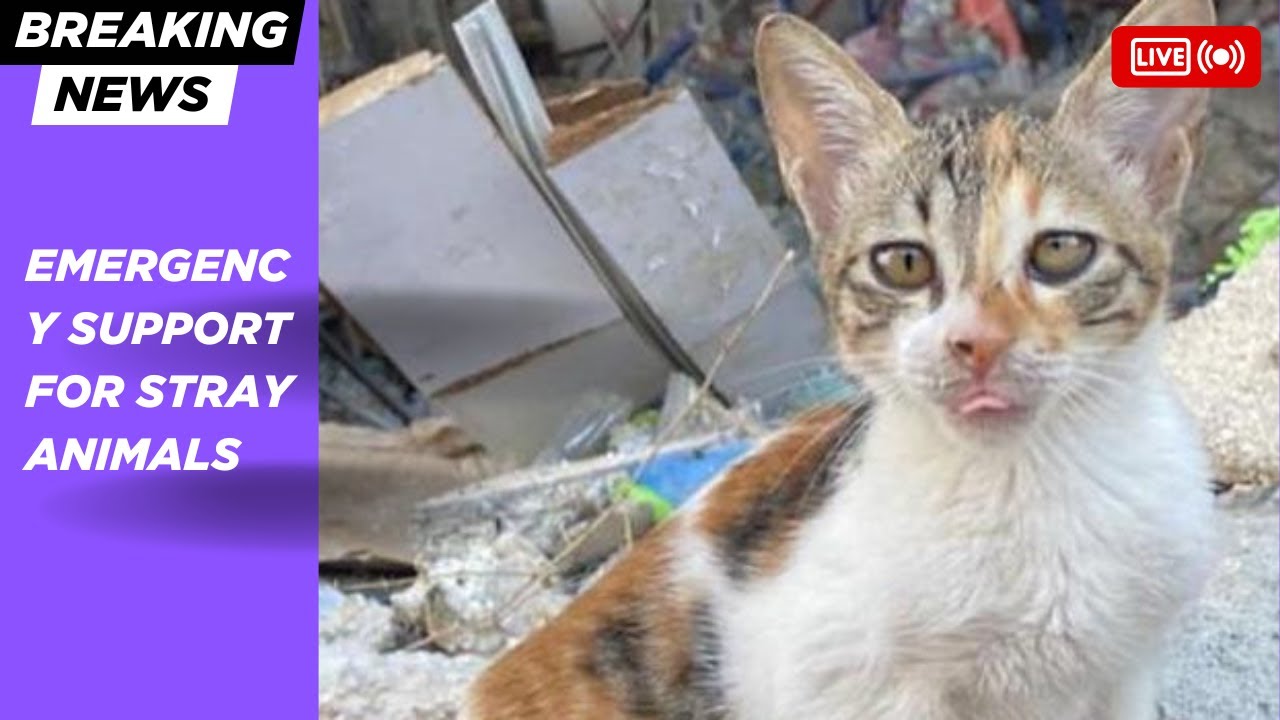 Emergency support for stray animals #animals #trending #trendingvideo # ...
