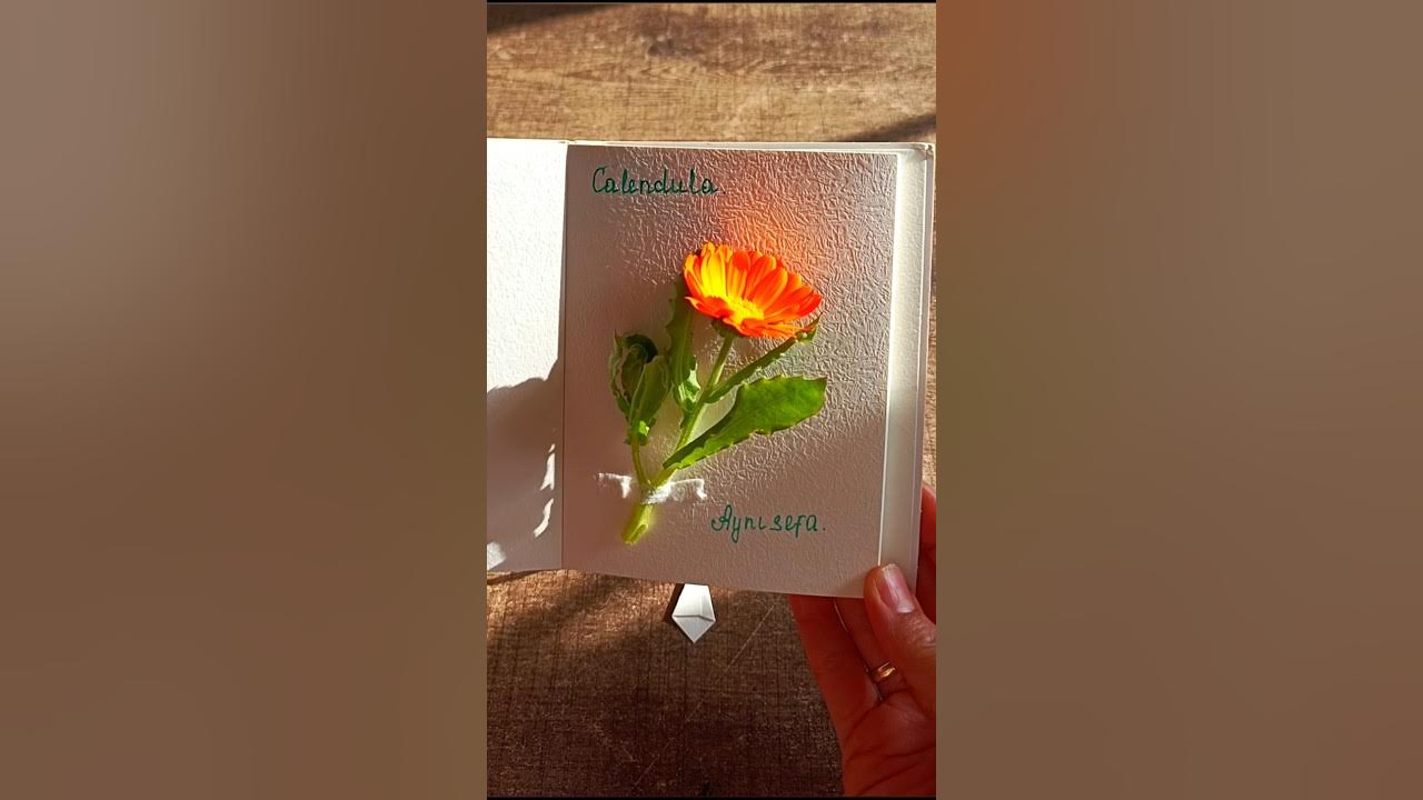 Herbarium🌱 calendula #herbarium #calendula - YouTube