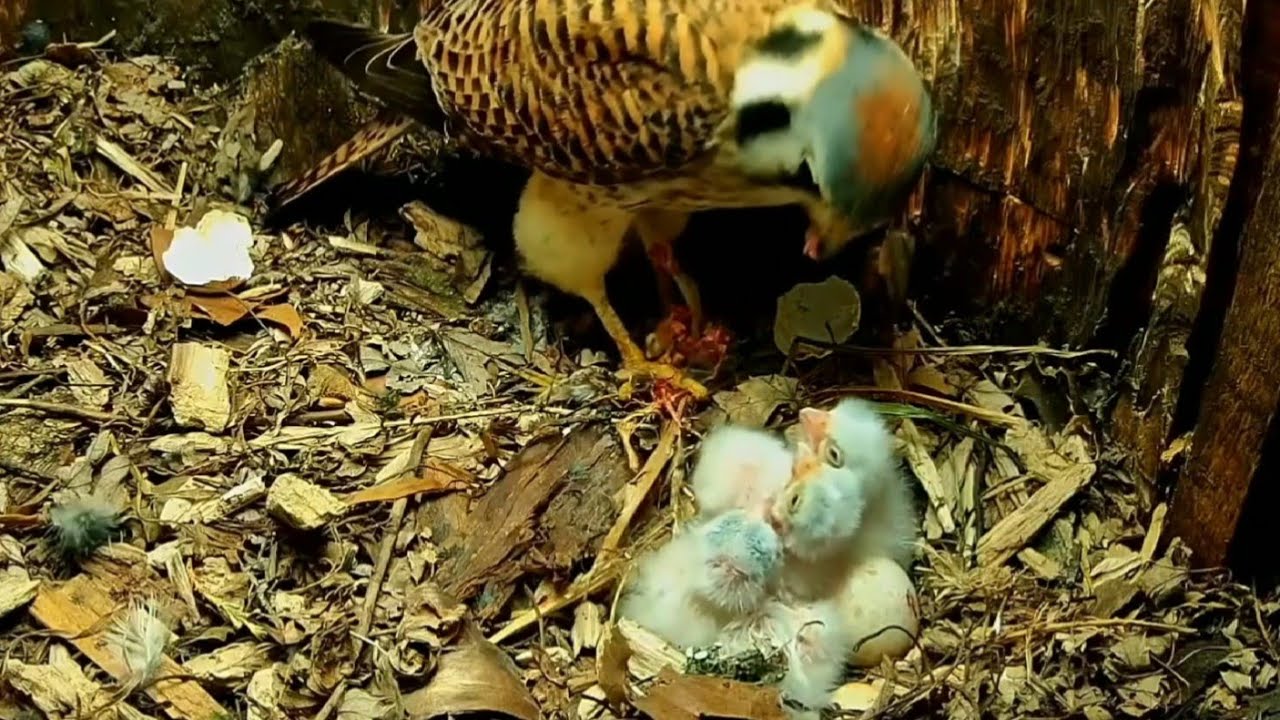 Kestrel Mom feeding four cute chicks | Wisconsin Kestrel | May 15, 2025 ...