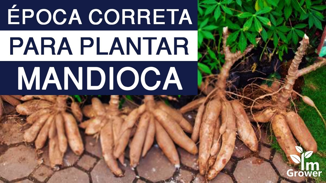 Qual a época correta para plantar mandioca? - YouTube