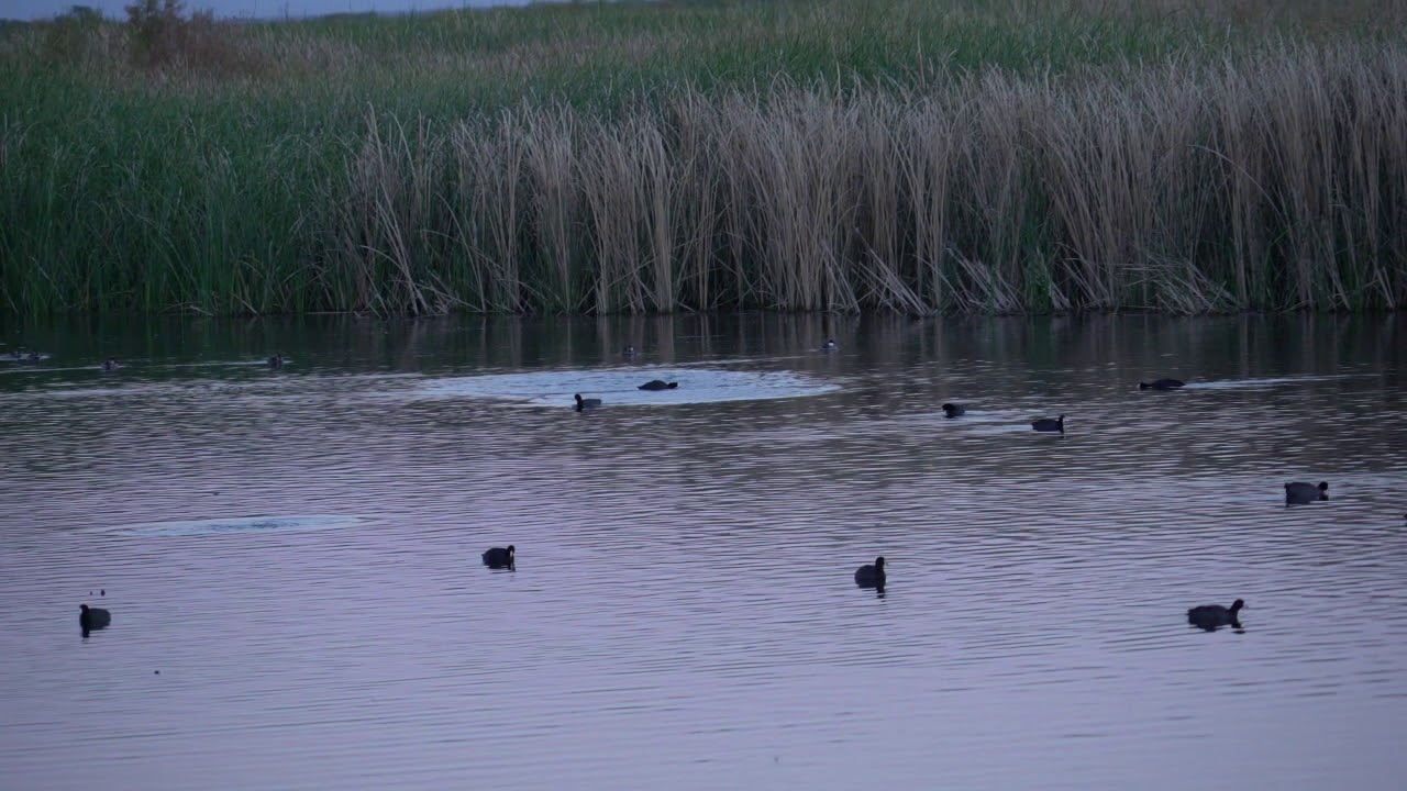 Bill murch - YouTube