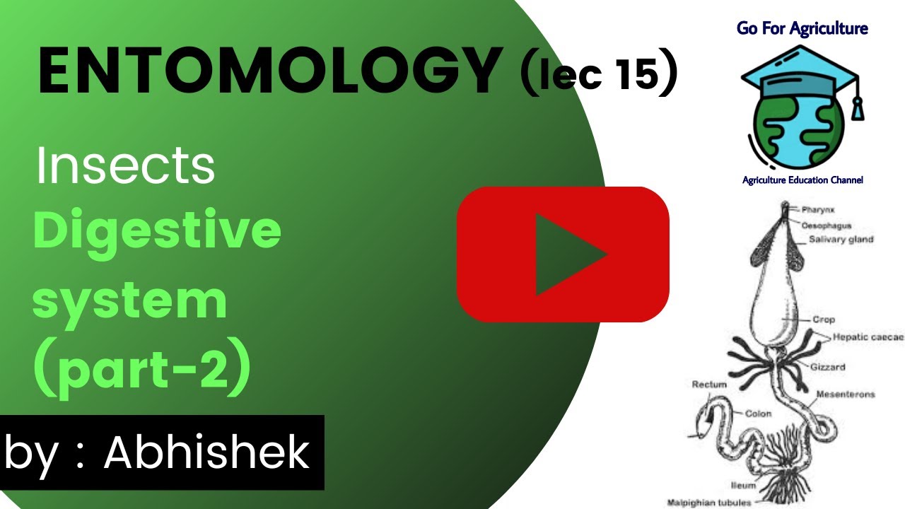 Digestive System of Insects part II • Entomology lec 15 • Go For ...
