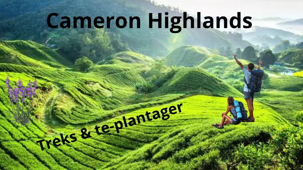 Cameron Highlands - treks og te-plantager @traveler_family_ - YouTube