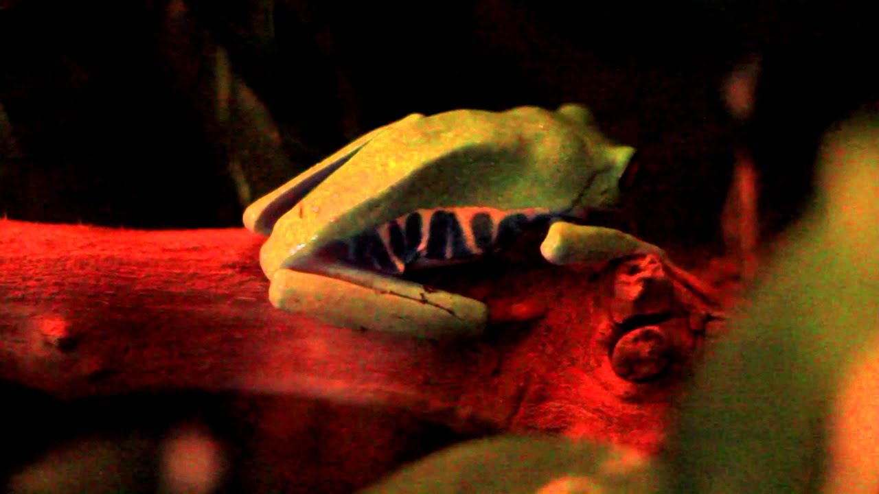 Red-eyed Tree Frog eating cricket. - YouTube