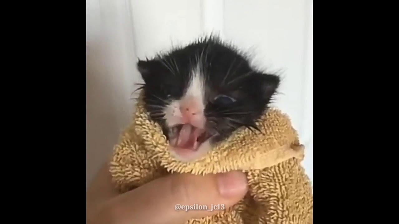 Gato cantando 👍 - YouTube