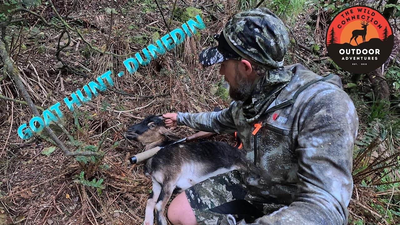 Dunedin Goat Hunt - First Time Hunting Goats & Success! - Otago Hunting ...