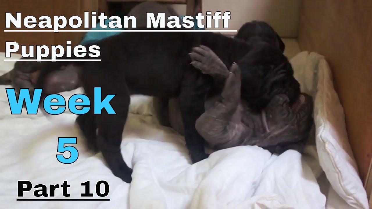 Neapolitan Mastiff Puppies Week 5 All Together Teething, Playing ...