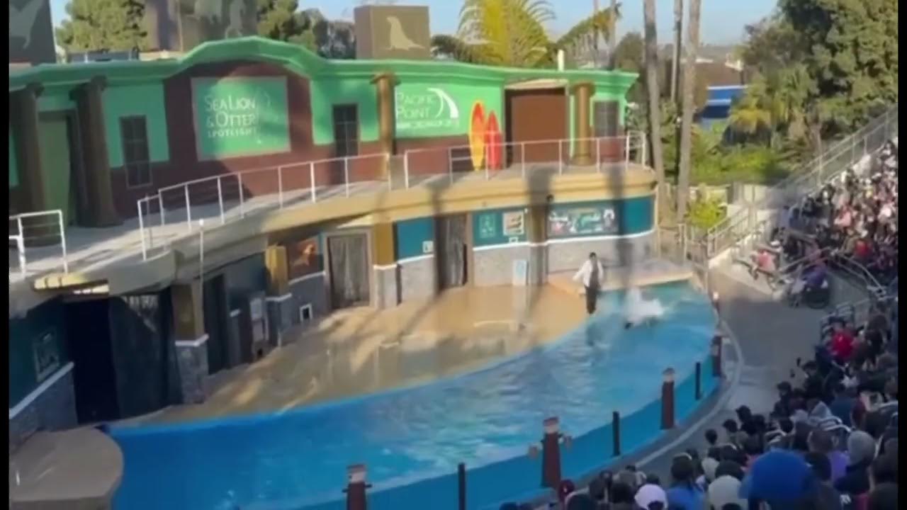 Mời Tất Cả Mọi Người Cùng đi Seaworld All New Sea Lion And Otter