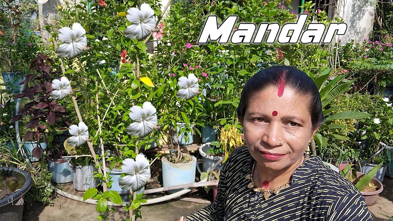 Best way to Grow and multiply White Mandar Flower Plant || - YouTube