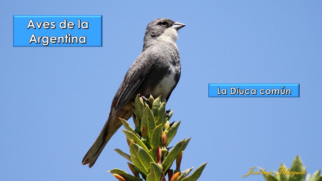 Diuca común, Common Diuca Finch, (Diuca diuca), Aves de la Argentina ...