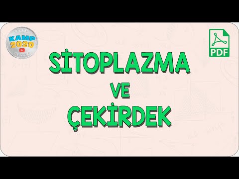 Sitoplazma ve Çekirdek | Kamp2020