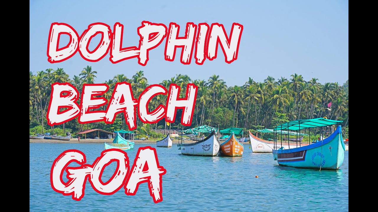 Real Dolphin Spotted At Coco Beach Goa | Goa Tour - YouTube