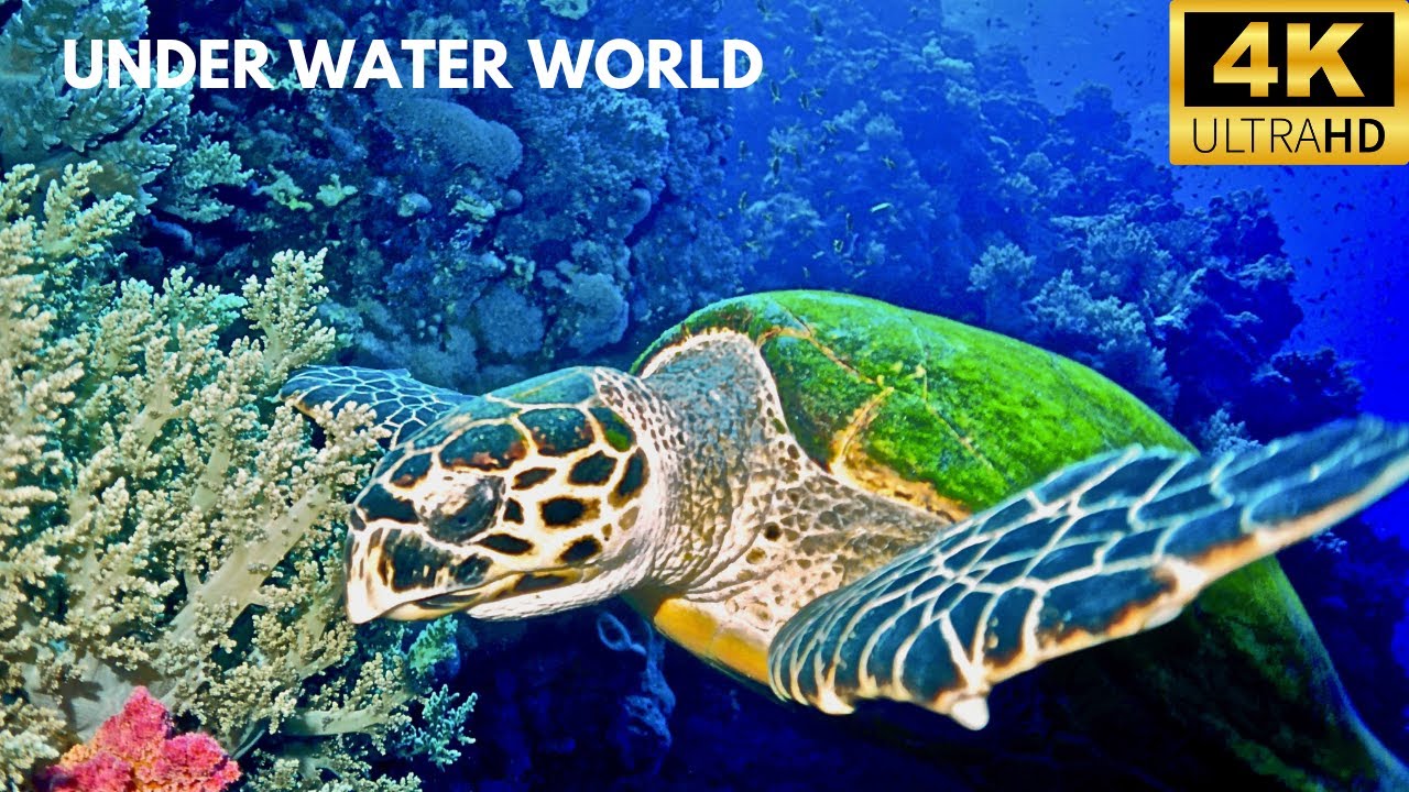 Explore The Underwater World | 4K UHD | Blue Planet | Relaxing Music ...