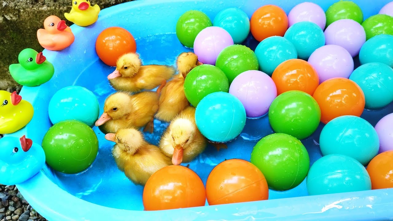 5 little duck in the pool among colorful balls - YouTube
