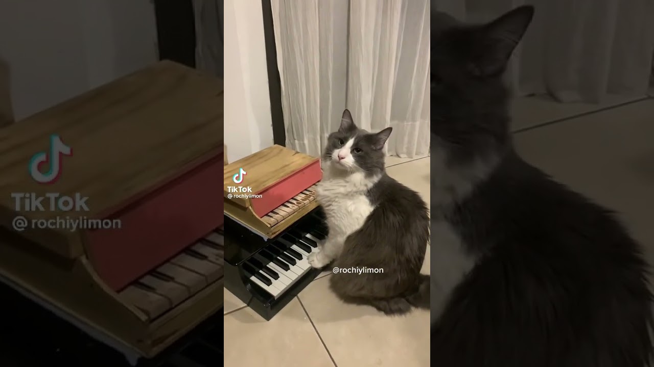 El gato Limon toca una canción para los que aman a los gatitos. - YouTube