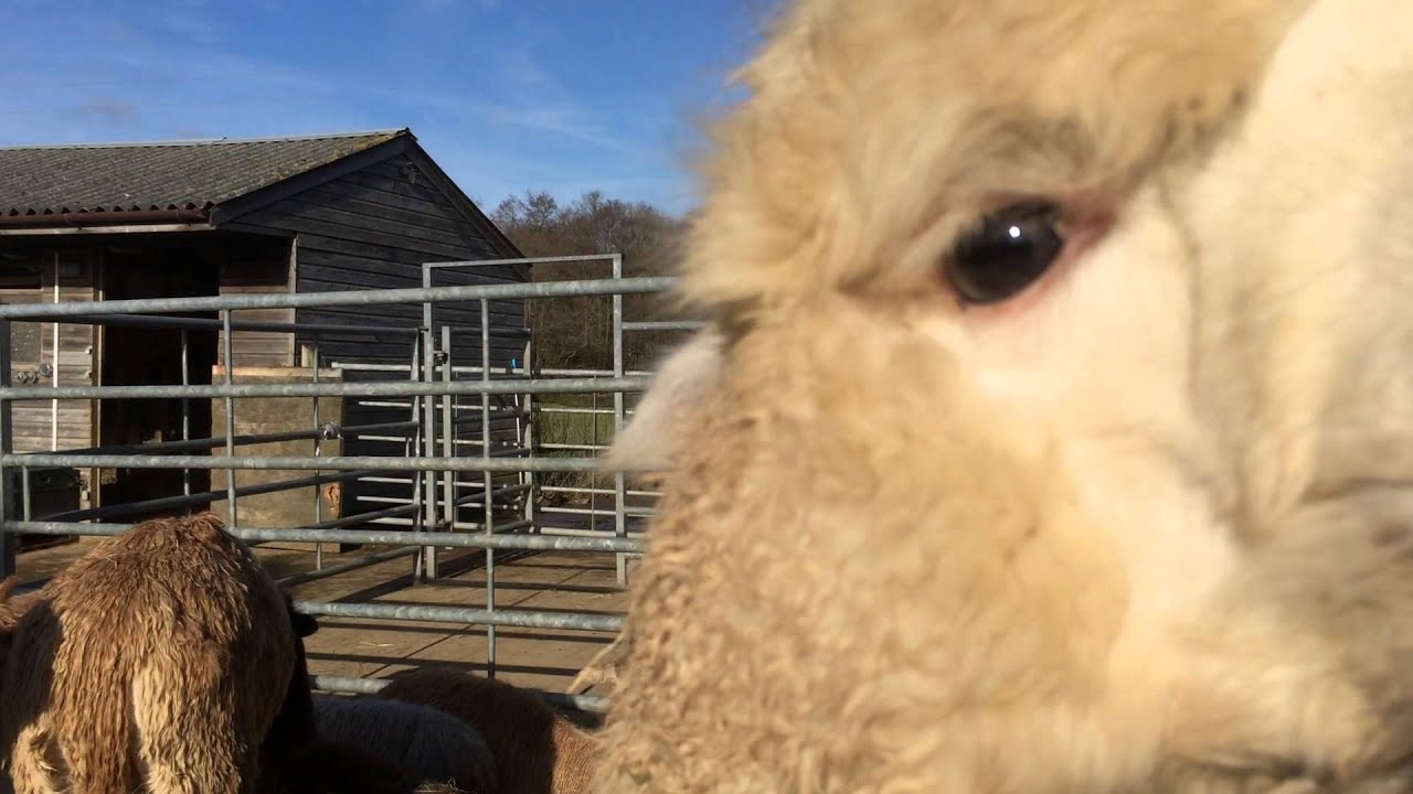 Needy baby Alpaca makes noises! CUTE! - YouTube