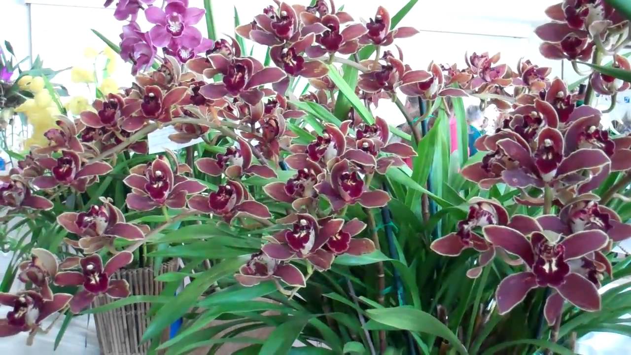 2011 Santa Cruz Orchid Society Show Cymbidiums, Video #2 - YouTube