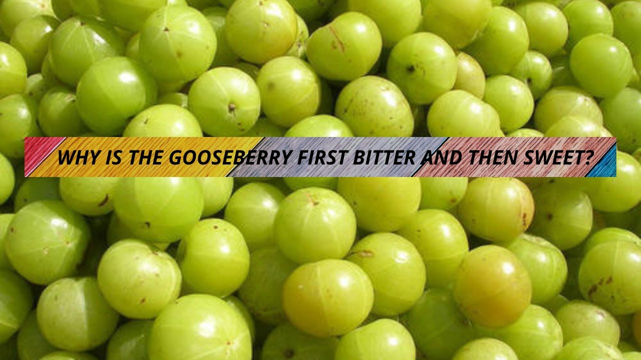 WHY IS THE GOOSEBERRY FIRST BITTER AND THEN SWEET? - YouTube