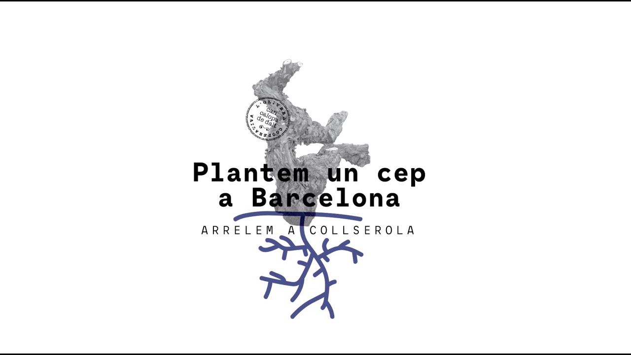 PLANTEM UN CEP A BARCELONA. - YouTube