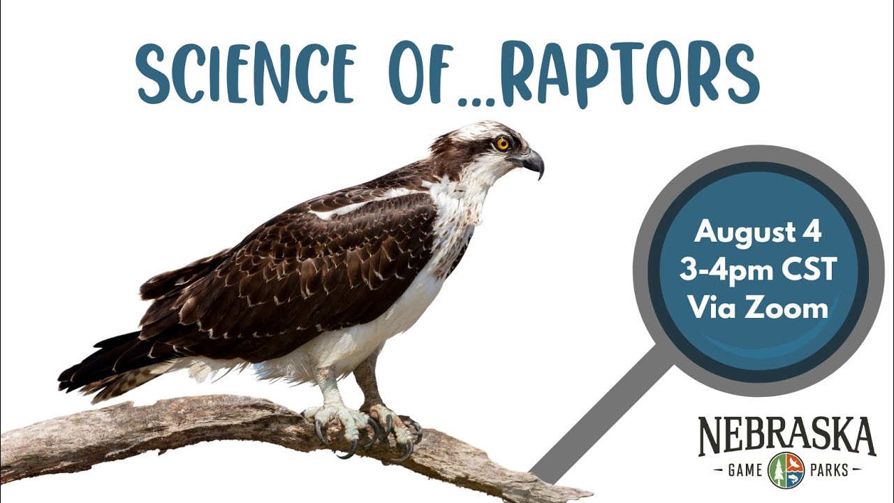 Science of...Raptors - YouTube