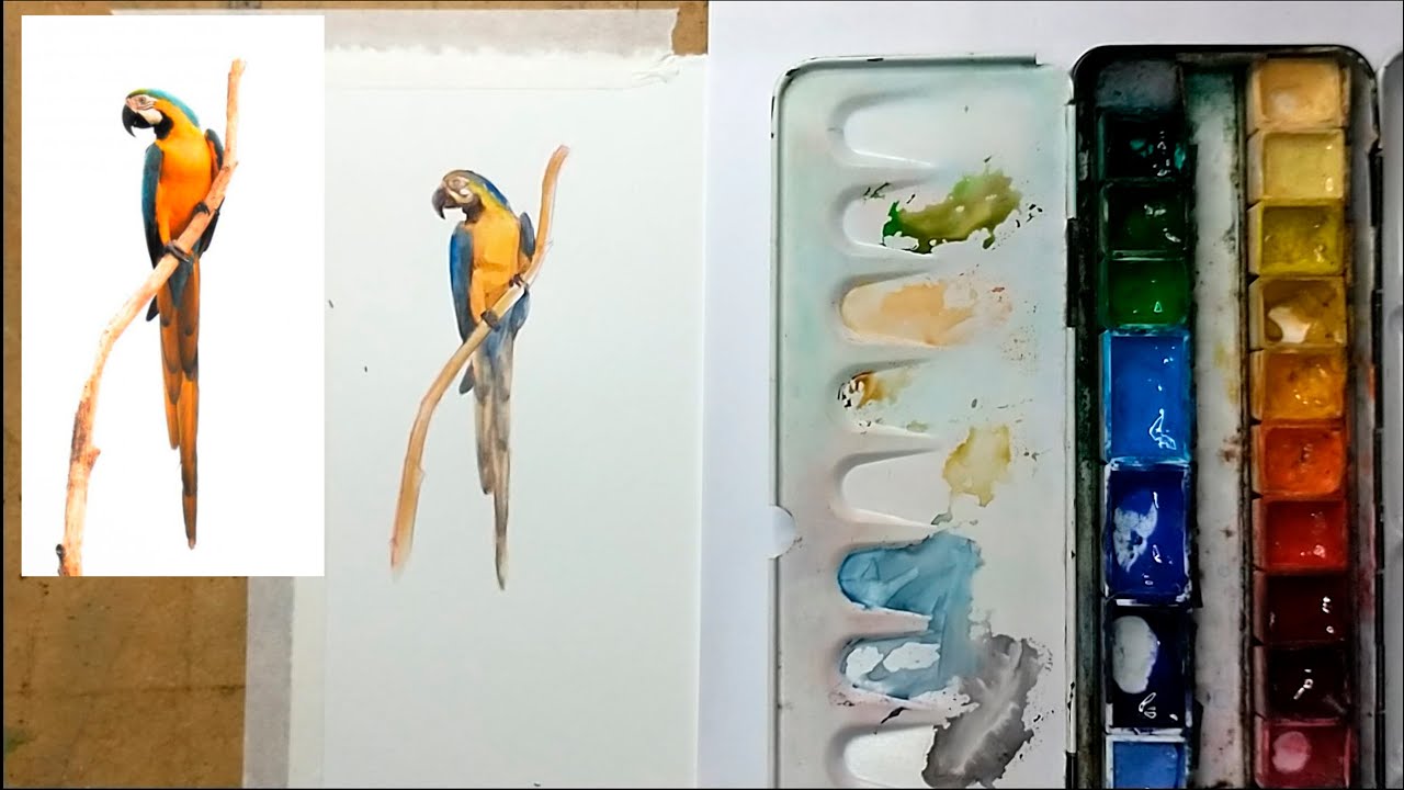 MINUTO AQUARELA #01 Arara - YouTube