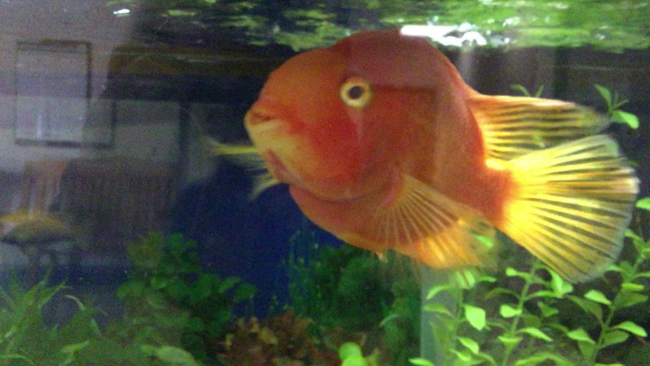 Kissy fish - YouTube