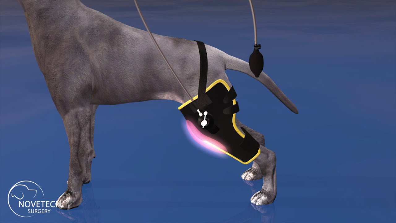 Cryotherapy brace with compression for dogs - YouTube