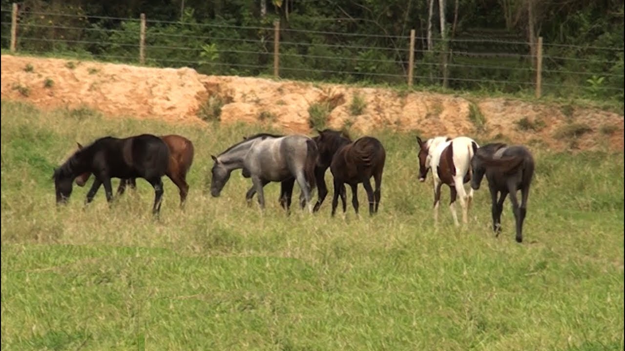 A Vida é o Show - Haras Delícia da Serra - Parte I - YouTube