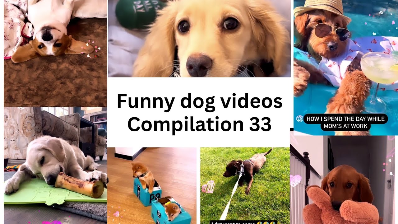 Funny dog video compilation 33 #compilation #dogs #viral #dog #dogtv ...