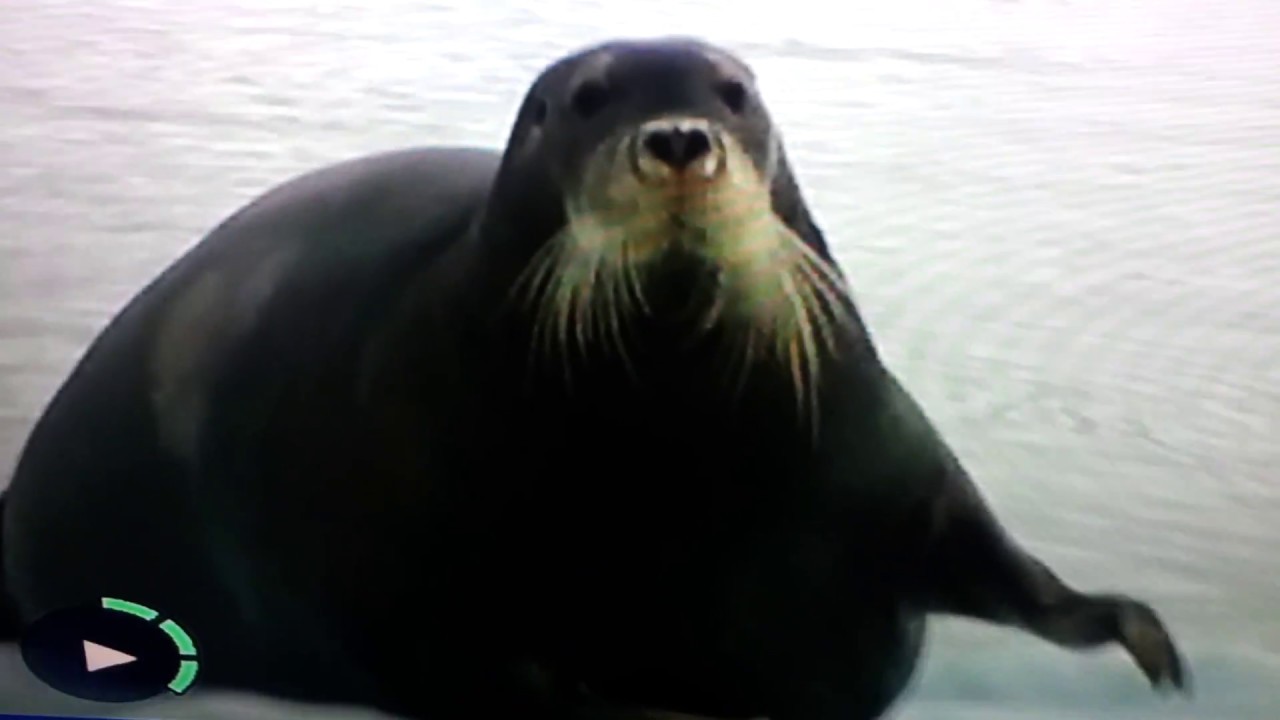 Just a seal flopping into the ocean - YouTube