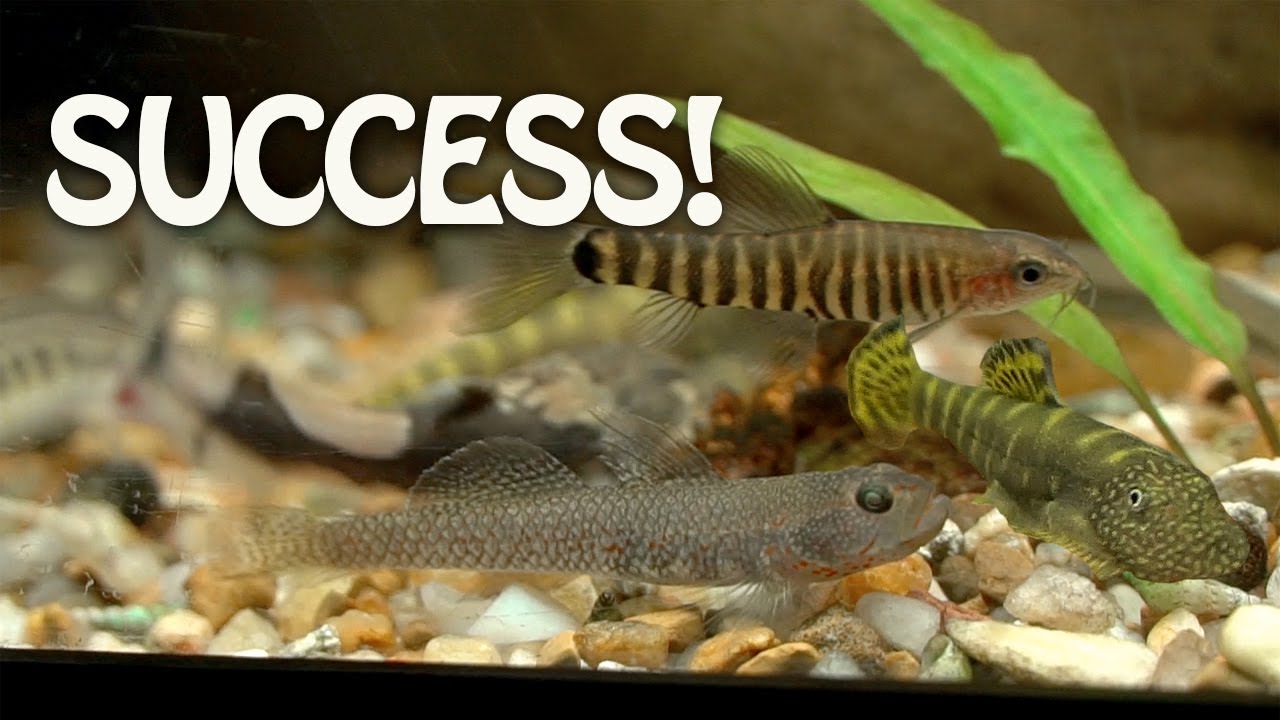 EASY Low Tech Planted Aquarium- Progress Report! - YouTube